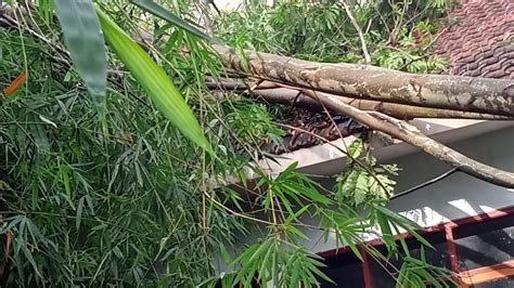 Bukan Hanya Tembok Ambruk Pohon Sengon Belakang Sdn Jember Lor 5