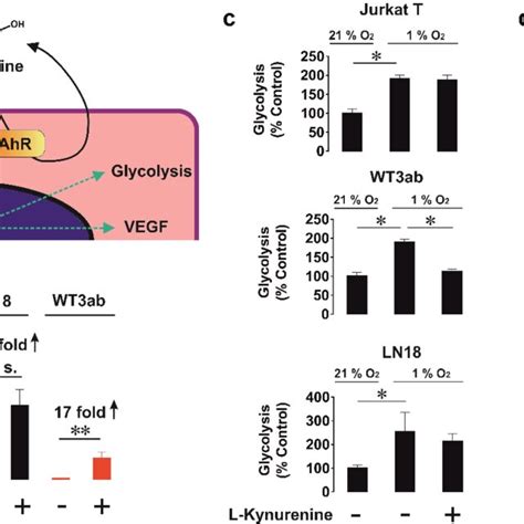 Effects Of Lku On Hif 1 Activity Depends On The Cellular Expression
