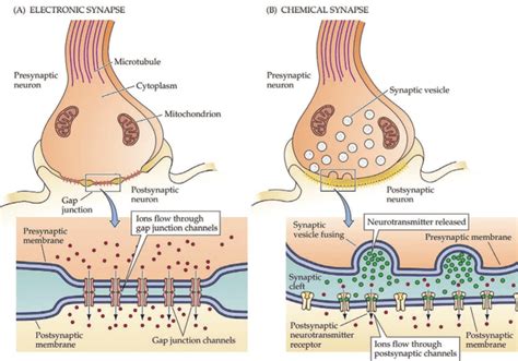 Synapse And Its Functional Mechanism