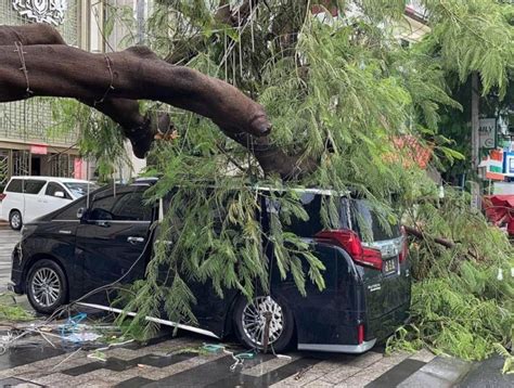 ភ្លៀង មួយ មេ ធំ លាយឡំ ខ្យល់ កន្ត្រាក់ បណ្តាល អោយ ដើម ក្ងោក ពុក ផុយ មួយ ដើម ធំ បាក់ សង្កត់ លើ