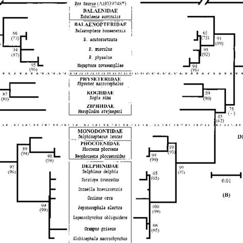 Schematic Presentation Of The Sry Sex Determining Region Y Gene And