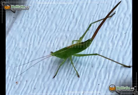 Brown Grasshopper With Stinger