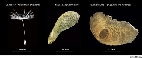 Flying Seeds Current Biology