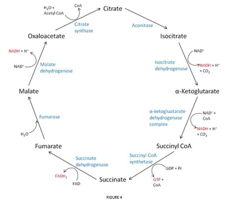 Pyruvate Oxidation And Cac Flashcards Quizlet