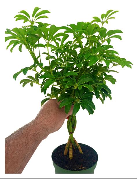 Schefflera Arboricola Mini Braid — Plantastic Direct
