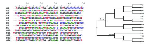 figure s3 multiple sequence alignment of 14 aptamer candidates