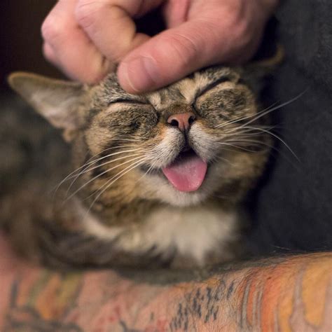 Meet Lil Bub Nature S Happy Accident Who Is About To Win Your Heart
