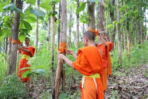 Tree Ordination Preserving Nature Through Spiritual Connection Thailand Foundation