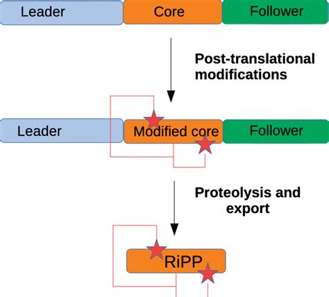 General RiPP Biosynthetic Pathway The Leader And Follower Peptide