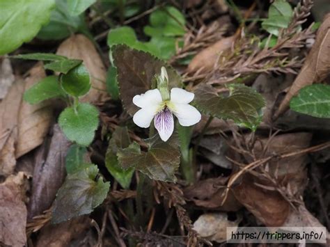 高尾山とその周辺で咲く植物図鑑