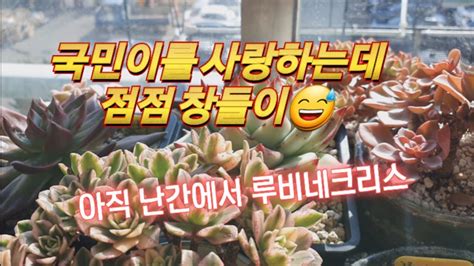 국민이를 사랑하는데 점점 창들이 채워지고 있네요😅배란다다육 Youtube
