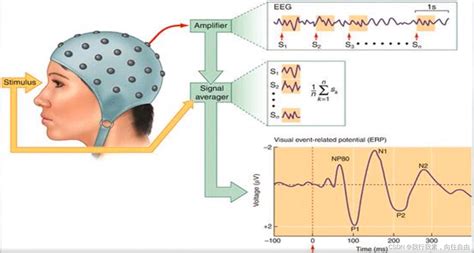 脑电信号处理与特征提取——1 脑电、诱发电位和事件相关电位（胡理）