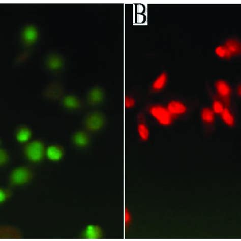 A Representative Image Of Comet Assay For Hela Cells For Dna Damage