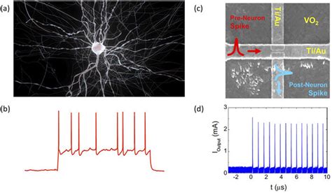 A An Exemplary Biological Neuron That Consists Of Dendrites Soma Download Scientific