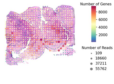 Working With Old Spatial Transcriptomics Data — Stlearn 0 3 1 Documentation