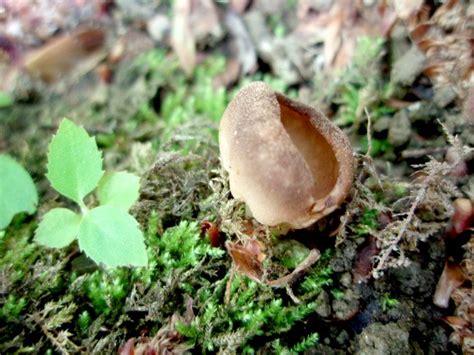 きのこla promenade du champignon