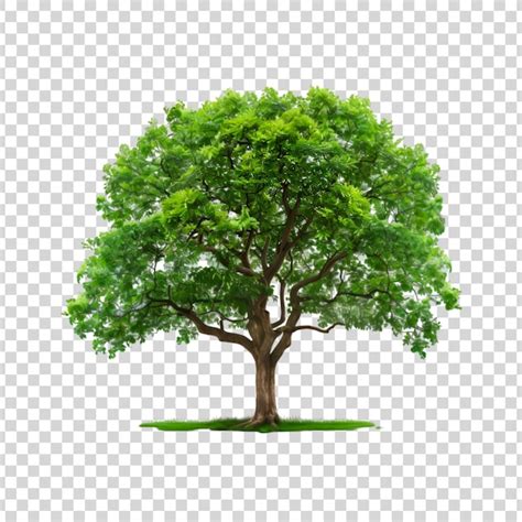 Page 21 Photoshop Tree Images Free Download On Freepik