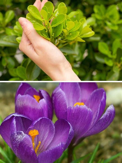 Saffron To Ginseng 7 Plants For Better Sex Drive