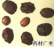 广枣 中医药 医药网