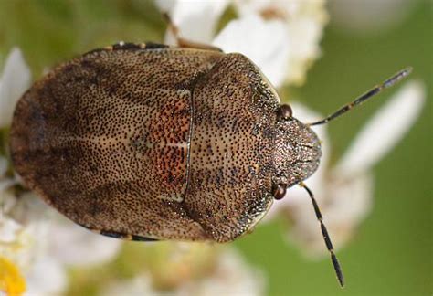 Another Eurygaster Homaemus Aeneifrons BugGuide Net