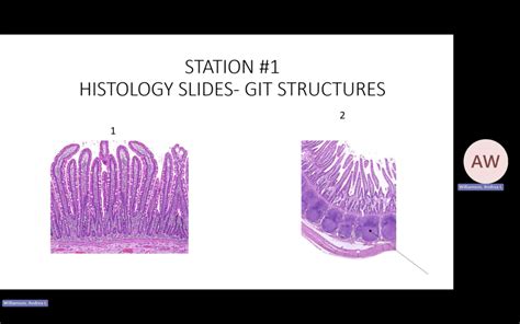 Histology Slides Git Structure 1 2 Diagram Quizlet