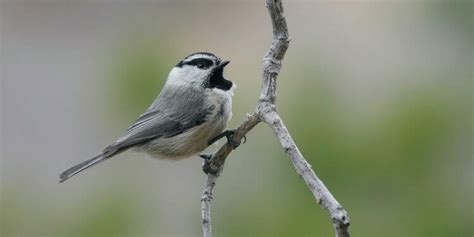 15 Birds With Black And White Heads Incl Pictures Birdwatching Buzz