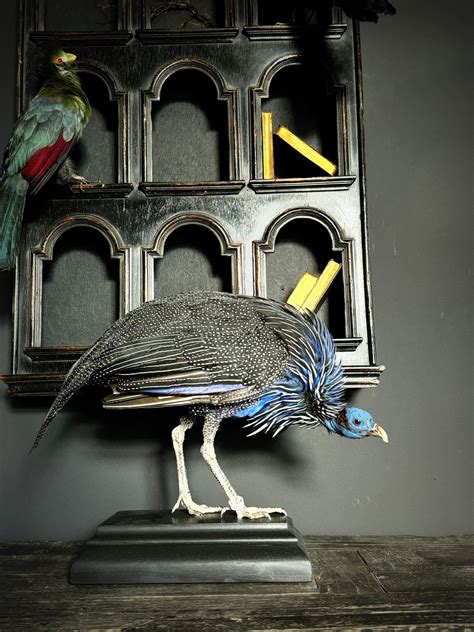 Mounted Vulture Guinea Fowl Beast Interiors