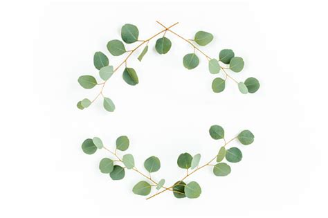 나뭇가지 유칼립투스로 만든 화환 프레임과 흰색 배경에 고립 된 잎 평지 상단 보기 0명에 대한 스톡 사진 및 기타 이미지 0명 개념 건강관리와 의술 Istock