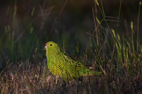 Image 68409 Of Ground Parrot By Yolande Cozijn