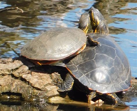 Turtle Cuddles On The Trails With Kenobi