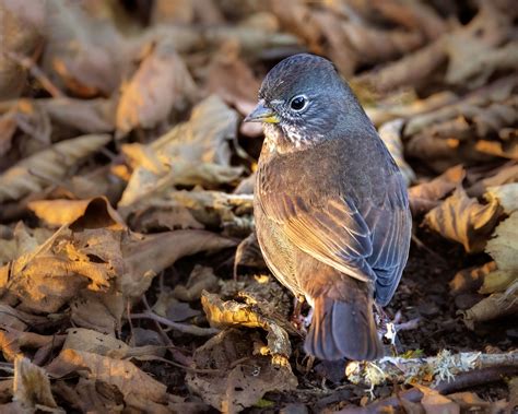 Fox Sparrow Avian Critiques Nature Photographers Network