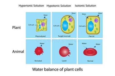 Understanding Hypotonic Solutions A Visual Guide