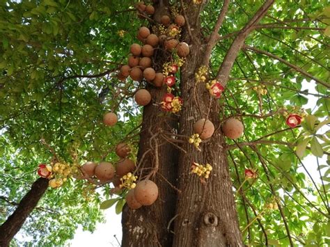 Second Bind Brazil Nut Tree