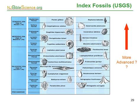 Index Fossils Usgs