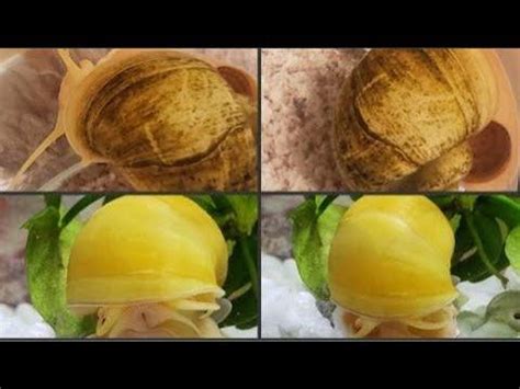 How To Clean A Snail Shell Snail Shell Fish Care Cleaning Sea Shells