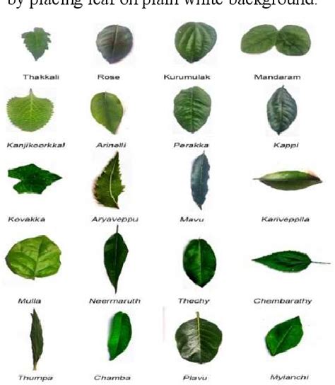 Figure 1 From Plant Species Recognition Based On Texture And Geometric Features Of Leaf