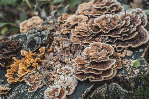 How To Identify Turkey Tail Mushroom