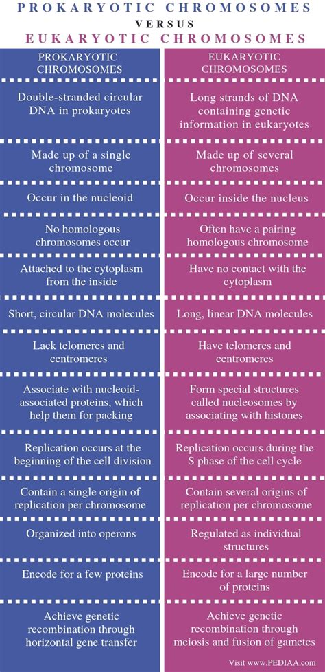 What Is The Difference Between Prokaryotic And Eukaryotic Chromosomes Pediaa