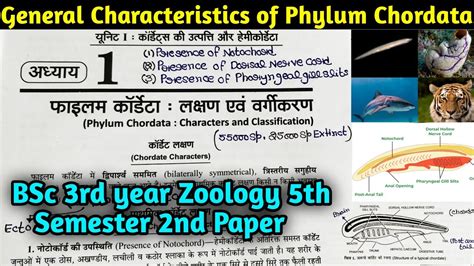 Chordata Phylum Characteristics