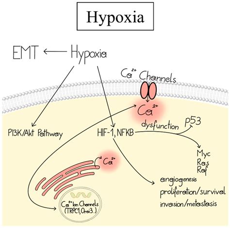 Linkage Of Hypoxia And The Ca²⁺ Signaling Machinery In Cancer Hypoxia