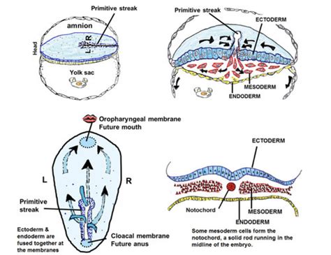 Embryology Of The Gi System Flashcards Quizlet