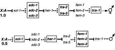 Sex In Model Systems HS Lecture 5