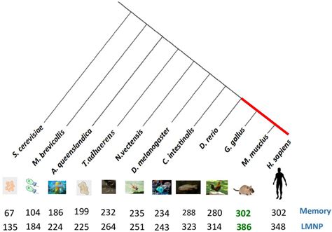 Orthologous Detection Of Mouse Memory Related Genes And Lmnp Related