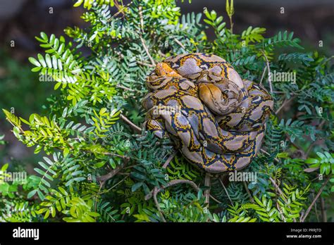 Two Asiatic Rock Pythons Are Mating On The Tree Top Stock Photo Alamy