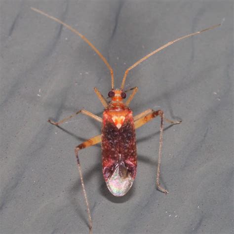 Plant Bug Phytocoris Bugguide Net