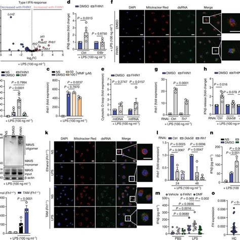 Lps Stimulation Drives Fumarate Accumulation Through Glutamine