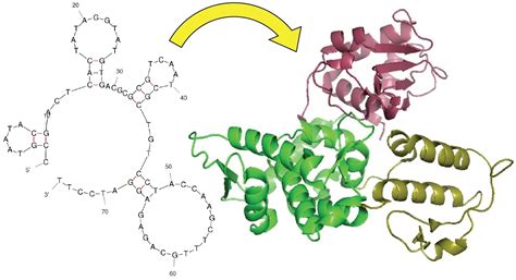 Ijms Free Full Text Selection And Characterization Of A Dna Aptamer Specifically Targeting
