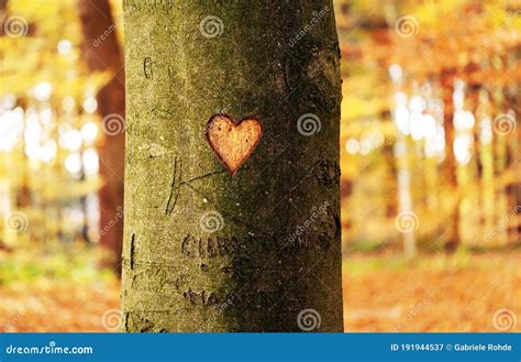 Heart Carved Into A Tree Trunk Stock Image Image Of Nature