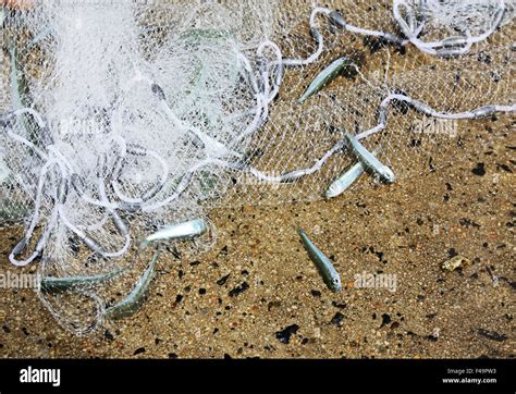 Cast Net Used For Catching Bait Fish Stock Photo Alamy