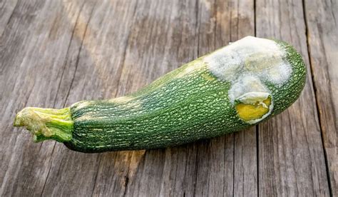 How To Tell If Zucchini Is Bad Farmhouse Guide